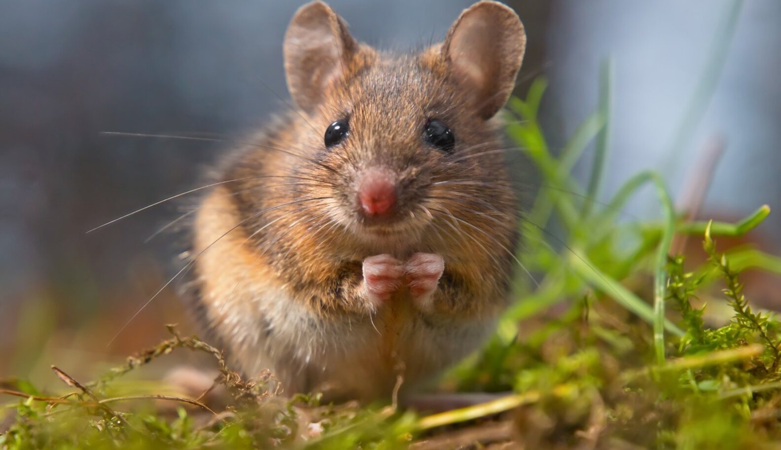 You Haven't Known True Love Until You've Heard A Mouse Sing - The Dodo