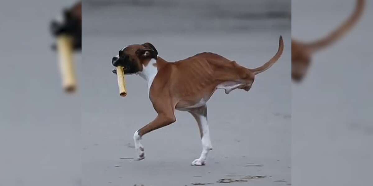 Dog Who Lost His Back Legs Has Never Given Up - Videos - The Dodo