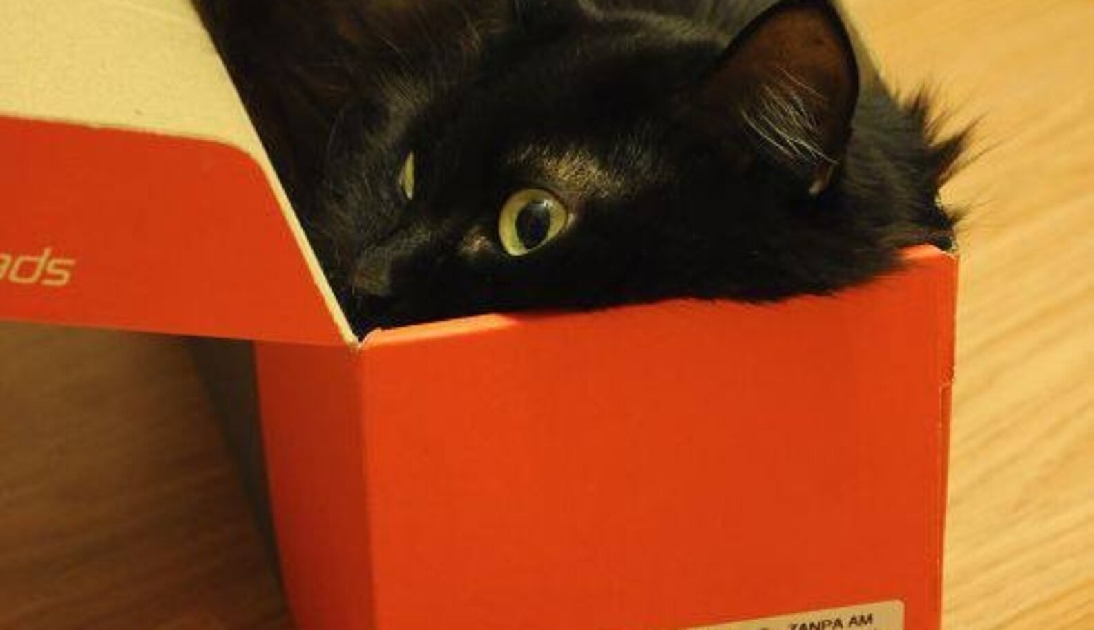 13 Overflowing Cats Who Prove Cramped Is Cozy - The Dodo