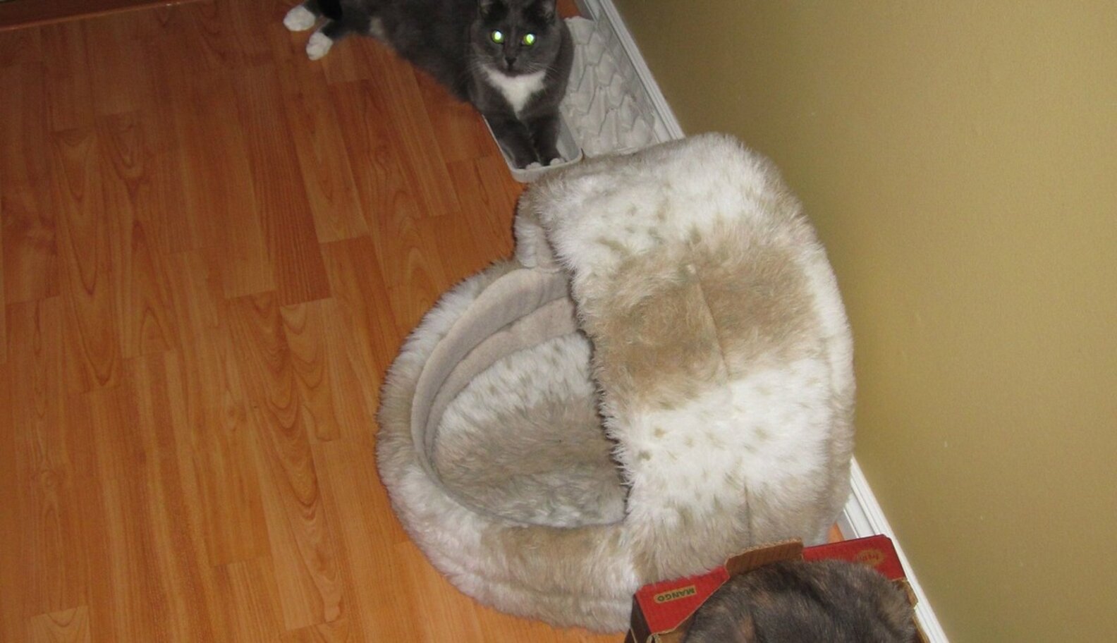 13 Overflowing Cats Who Prove Cramped Is Cozy - The Dodo