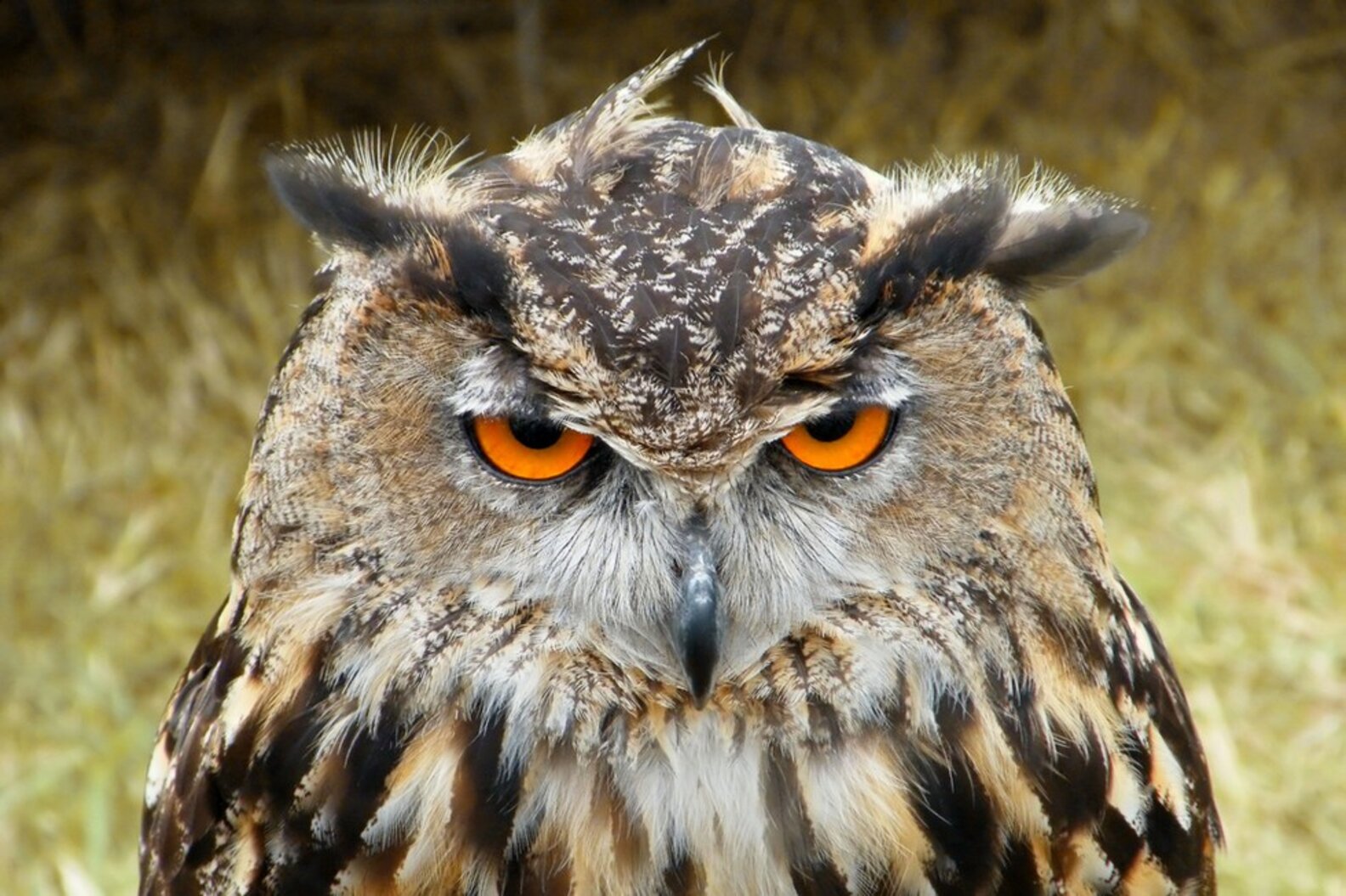 20 Animals With A Case Of Resting Bitch Face - The Dodo