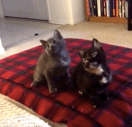 Stop What You're Doing And Watch These Two Little Kittens Dance To Lil ...