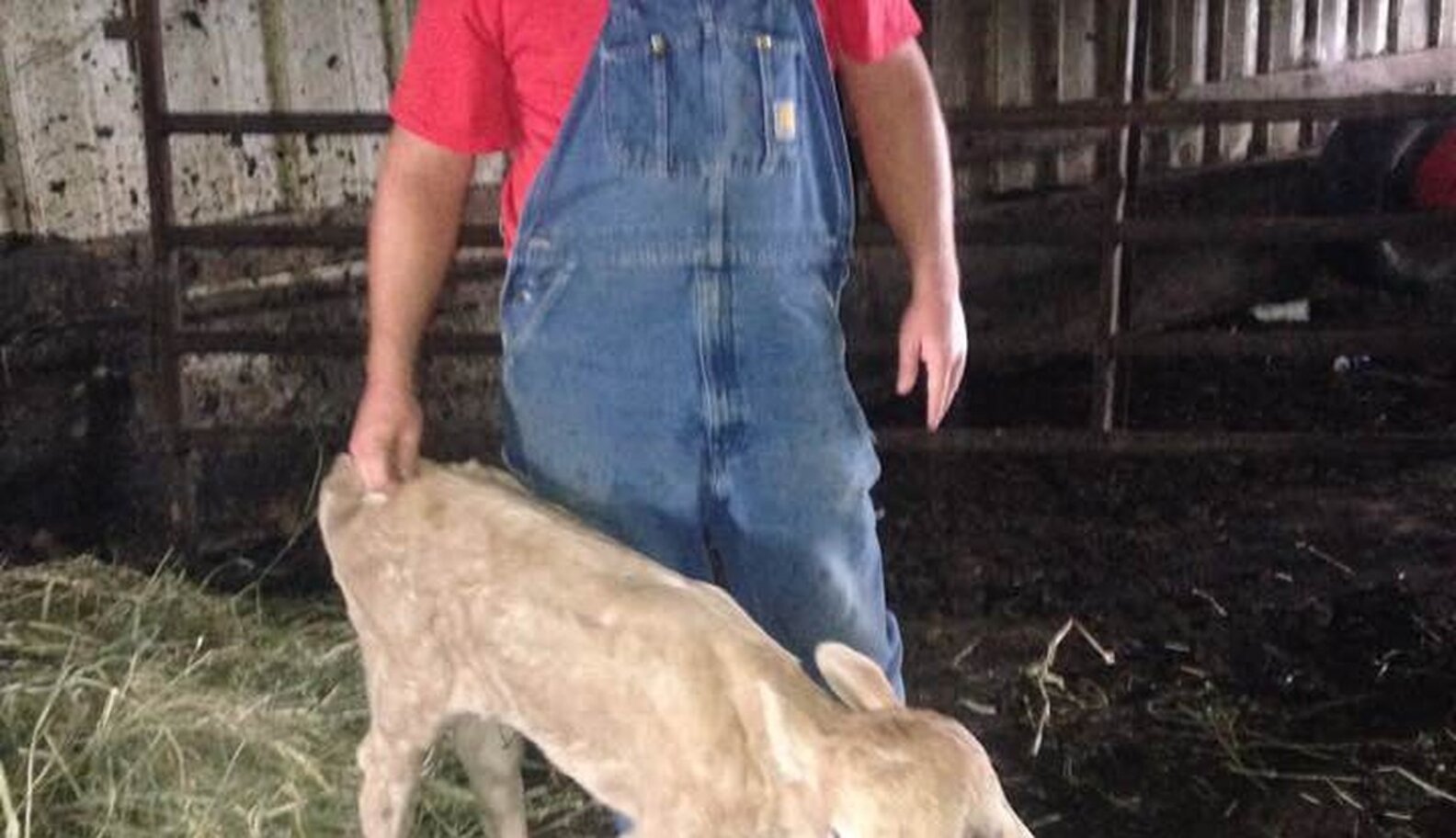 Two-Headed Cow Born On Family Farm Has No Idea She's Any Different ...