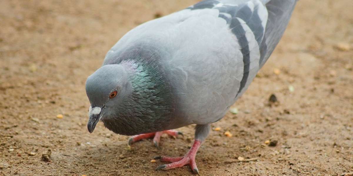 Undercover Footage Shows U.S. Senator Participating In The Killing Of ...