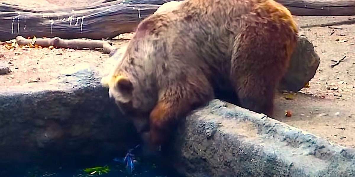 Bear Saves Drowning Crow: A Moral Act? - The Dodo