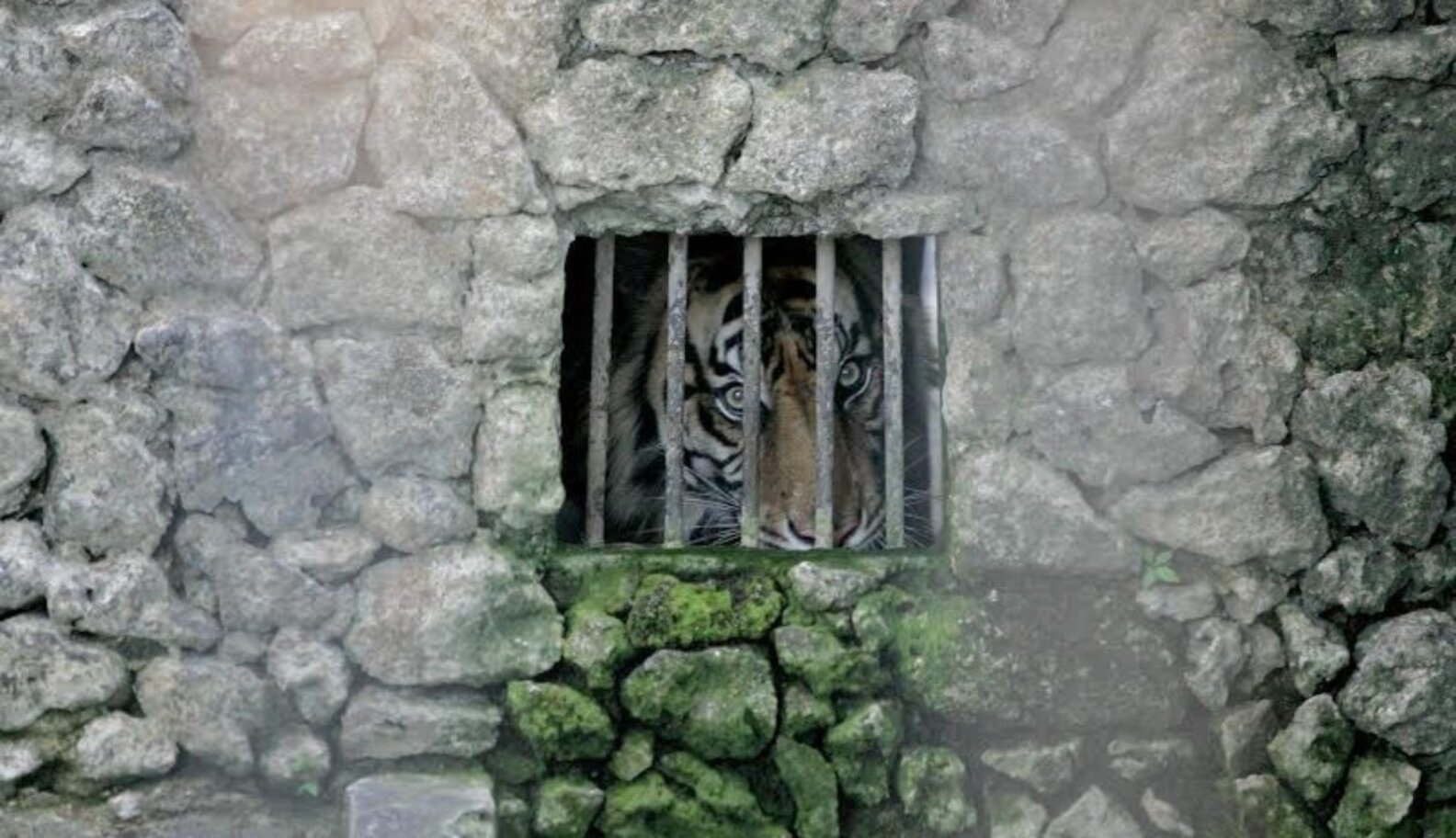 The 5 Worst Zoos In The World -- And How To Save Their Animals - The Dodo