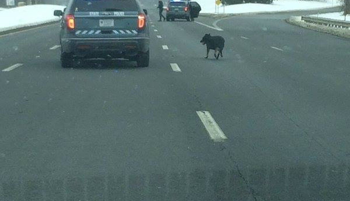 Cops Shut Down Busy Highway To Save Scared, Lost Dog - The Dodo