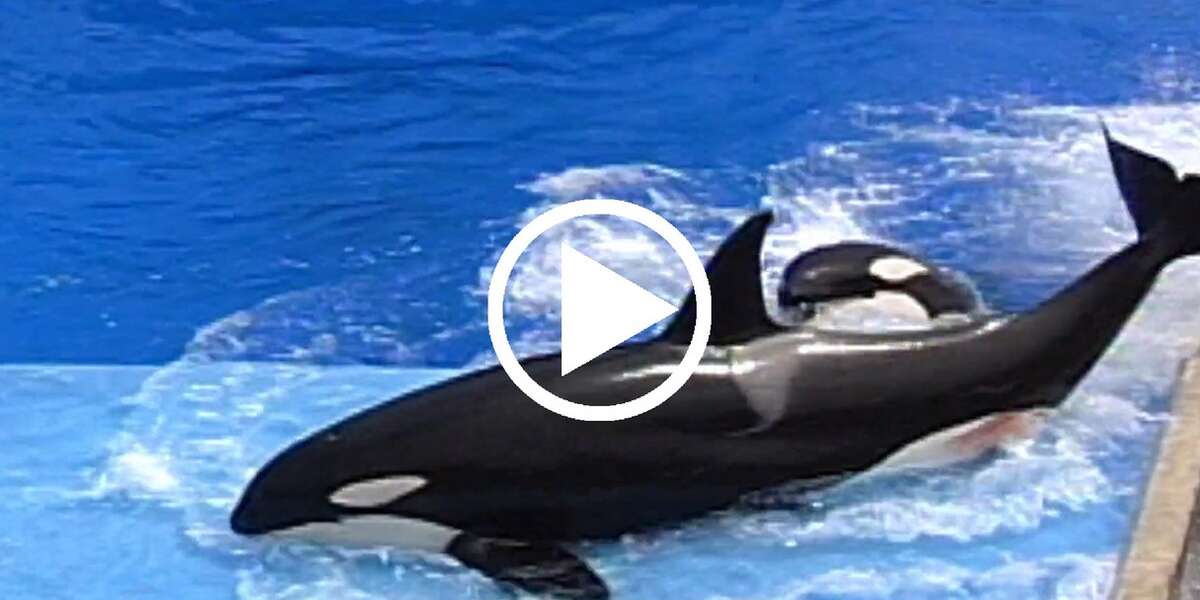 SeaWorld's Orcas Are So Stressed They're Attacking Each Other - The Dodo