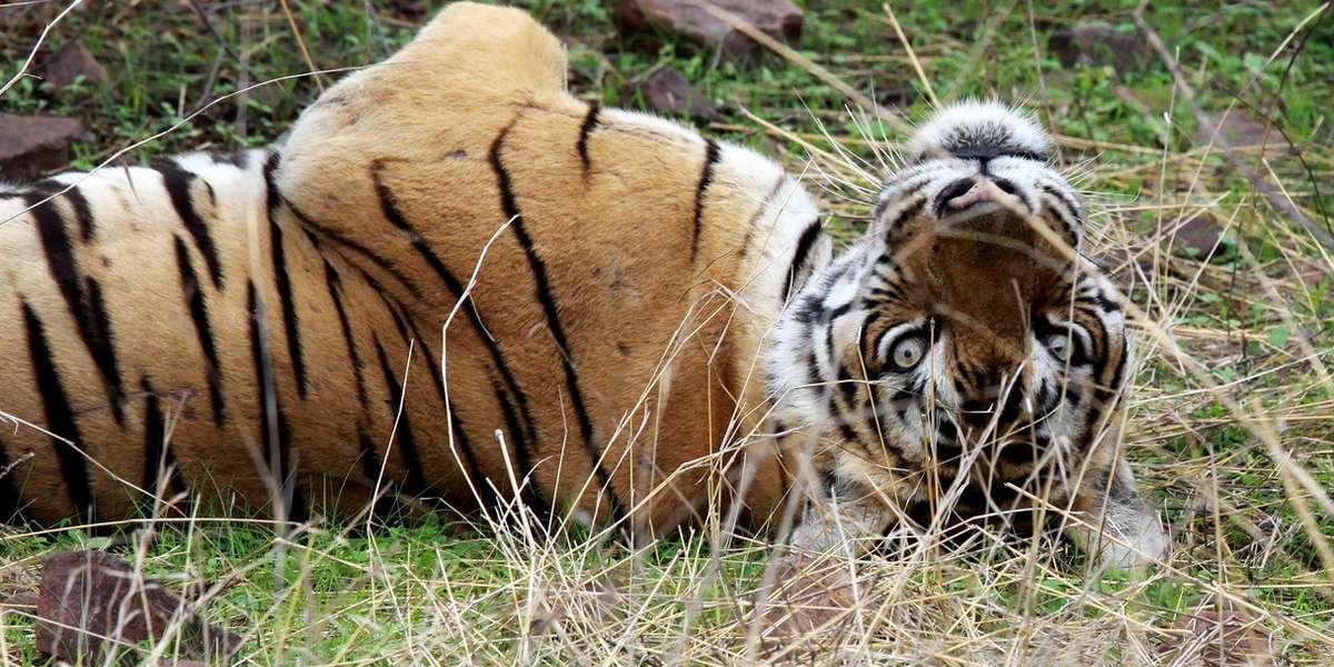 10 Sensational Animals With Cult Followings - The Dodo