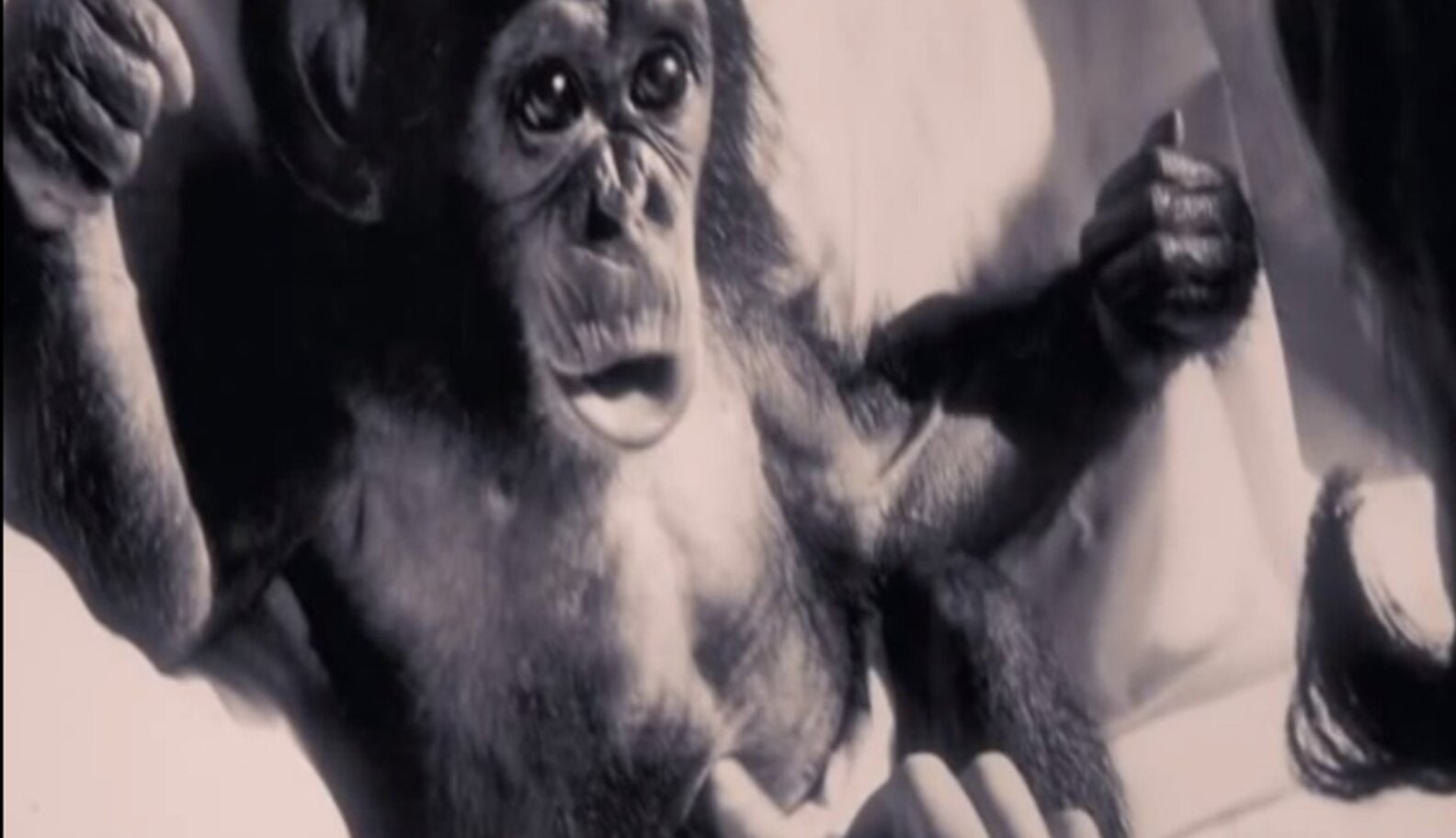 10 Sensational Animals With Cult Followings - The Dodo