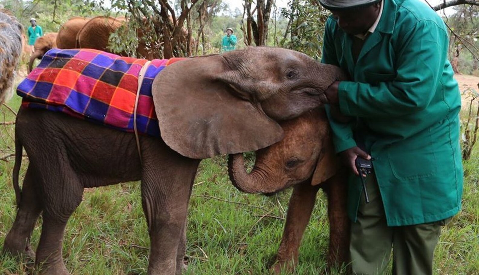 Baby Elephant Couldn't Go On After Seeing His Family Killed - The Dodo