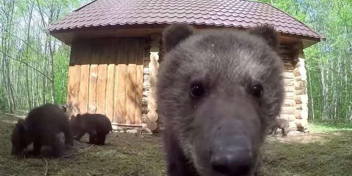 Watch Rescued Bear Cubs Play Outdoors For The First Time Ever - The Dodo