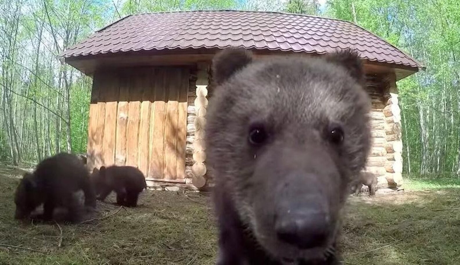 Watch Rescued Bear Cubs Play Outdoors For The First Time Ever - The Dodo