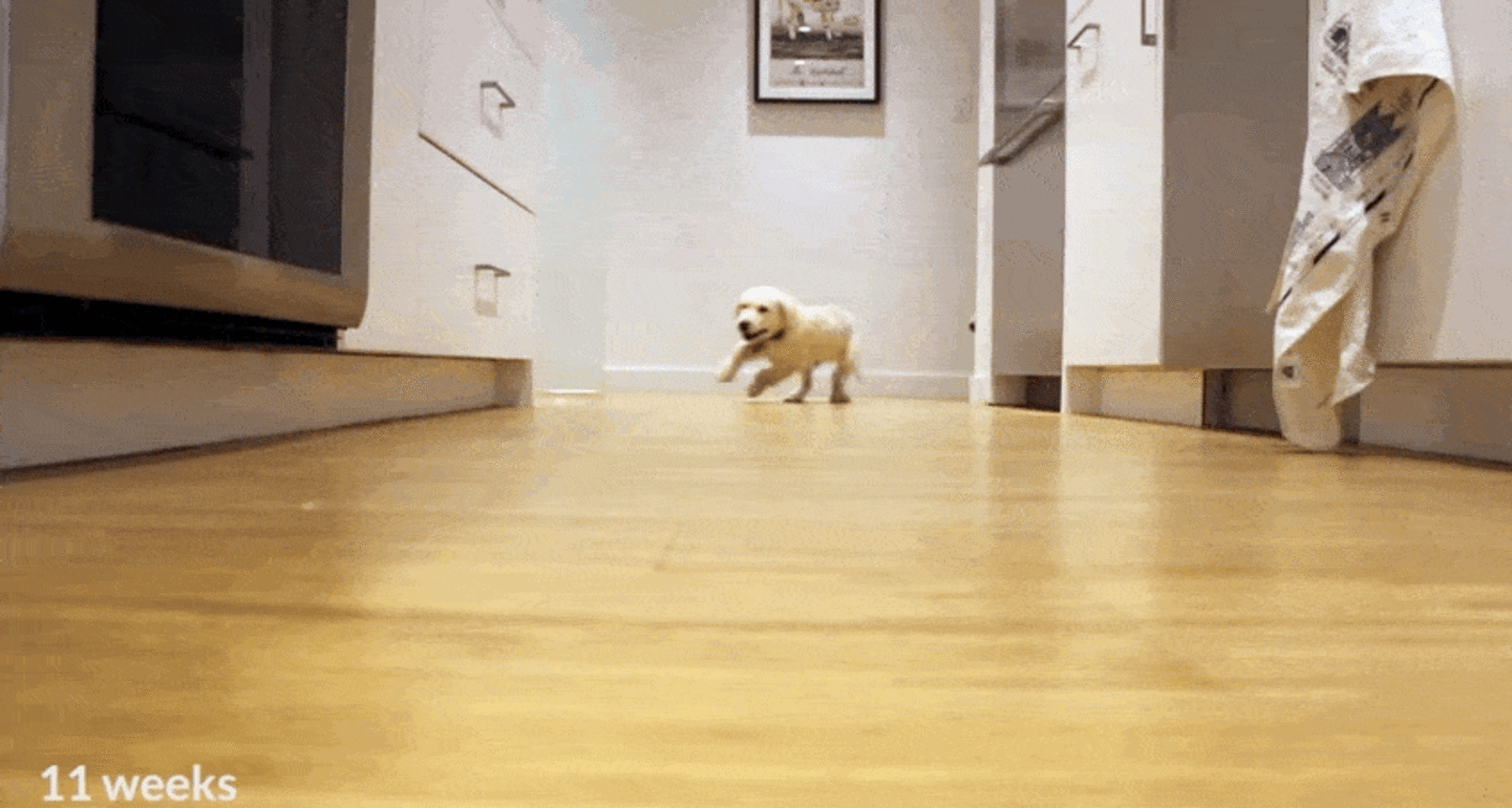 Amazing Timelapse Video Shows Just How Fast Puppies Grow Up - The Dodo
