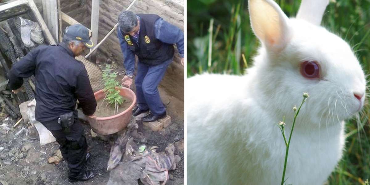 Escaped Pet Rabbit Leads Cops To Pot Plants After He Keeps Coming Home ...