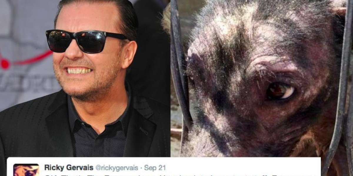 Ricky Gervais's Tweet Saved Hundreds Of Starving Dogs - The Dodo