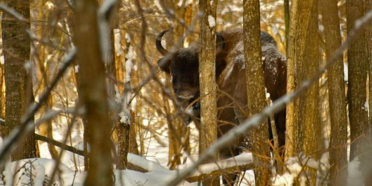 Endangered Bison Return To Historic European Mountain Range - The Dodo