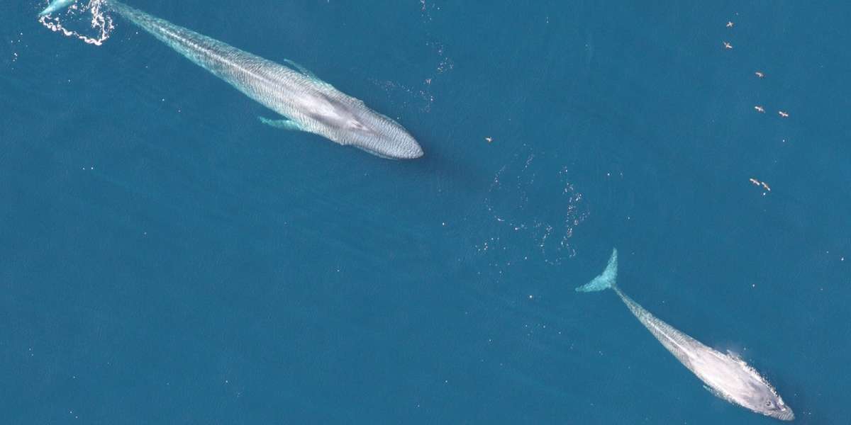 ‘A Conservation Success Story’: Threatened Whale Back From The Brink ...