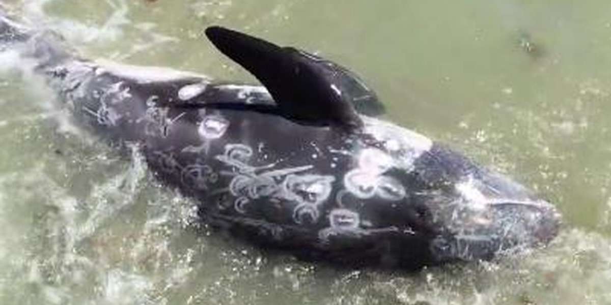 Terrified Dolphin Throws Himself At Man's Feet To Escape Hunters - The Dodo