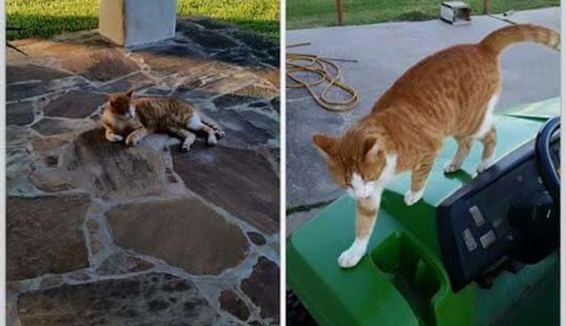 Veterinarian Brags About Shooting Cat With Arrow, Still Isn't Charged ...
