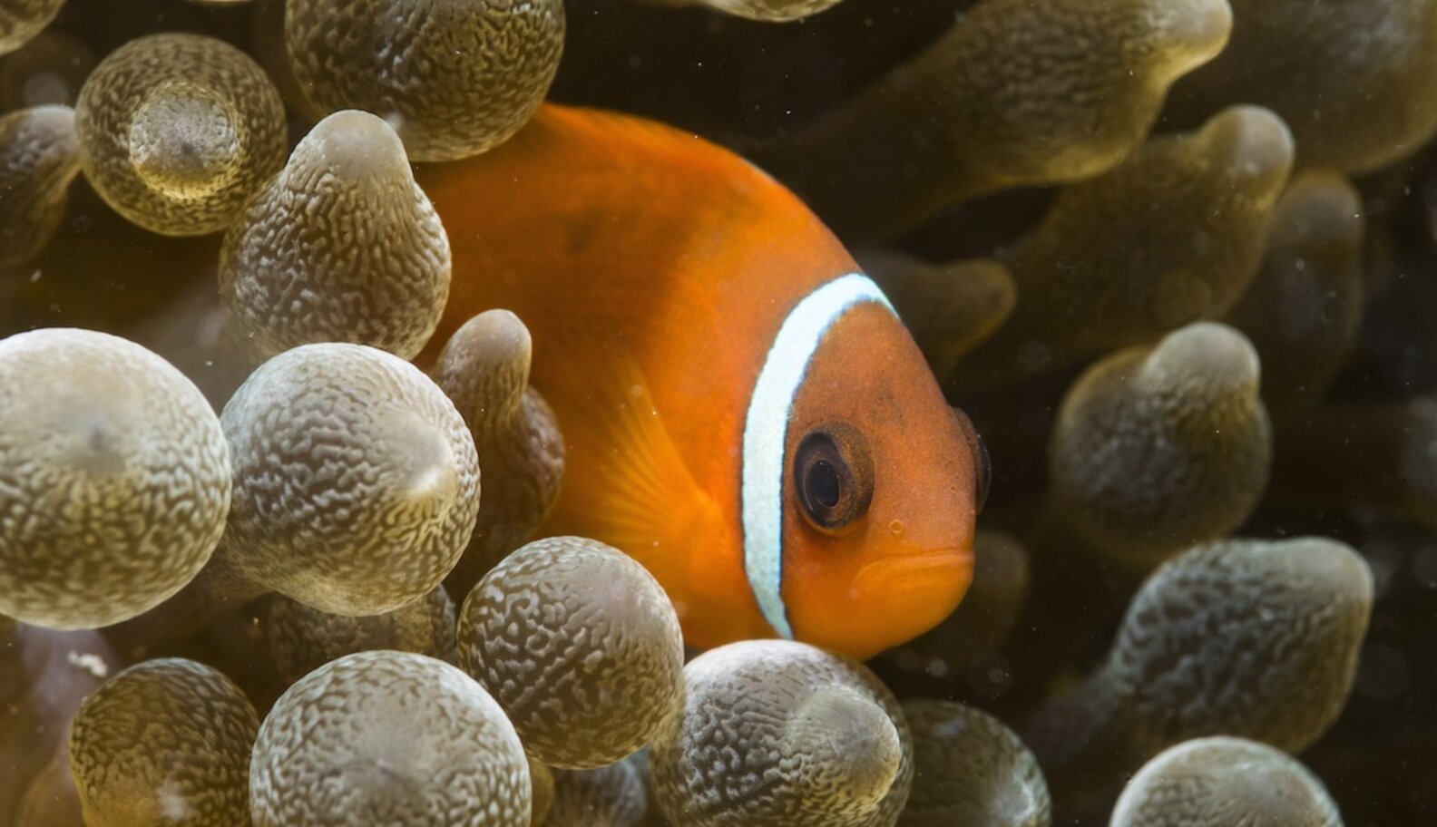 5 Fad Pets Who Went The Way Of The Tibetan Mastiff - The Dodo