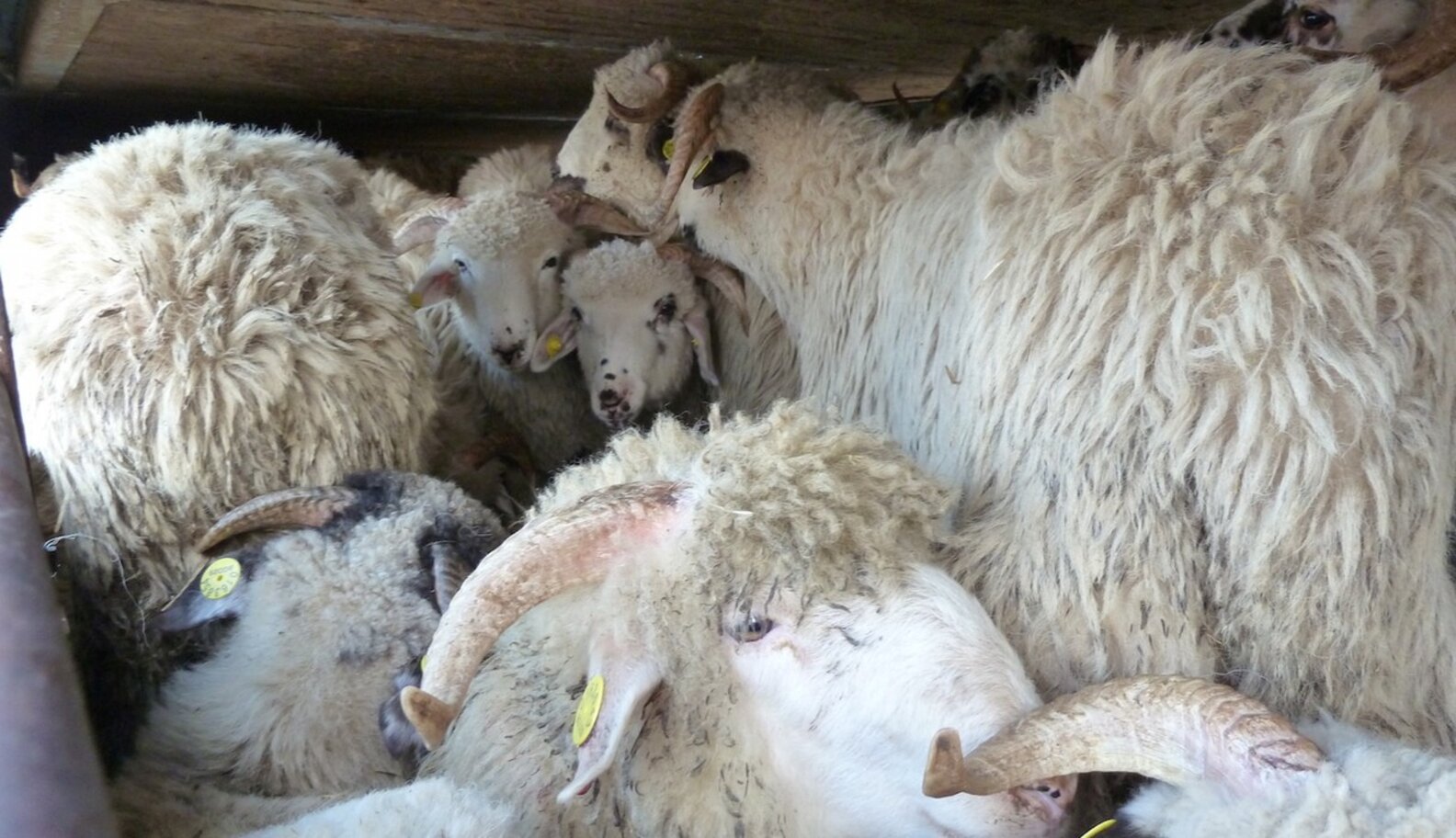 People Bring Water To The Animals Everyone Else Has Forgotten - The Dodo