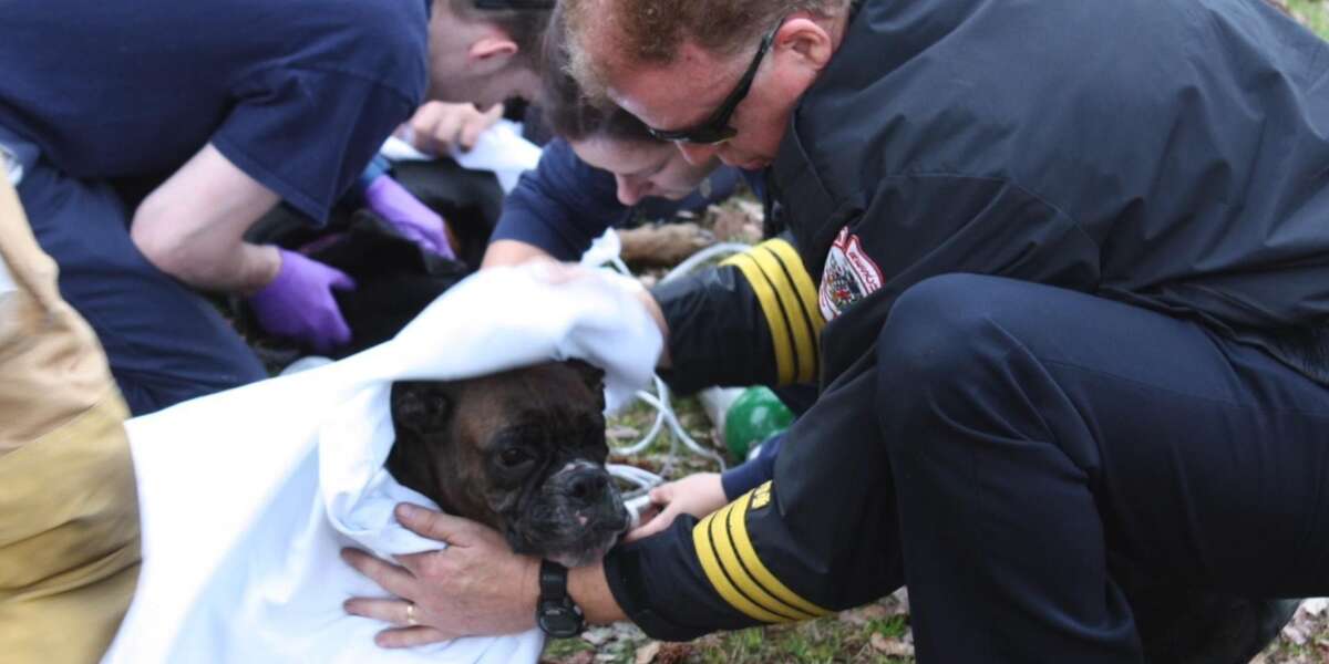 Firefighters Rescue Dogs From Burning Building - The Dodo