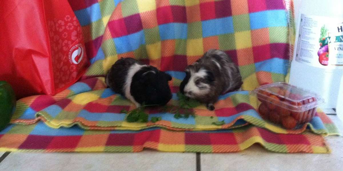 'Horrible' Hoarding Case Shows How Littlest Rescue Animals Slip Through ...
