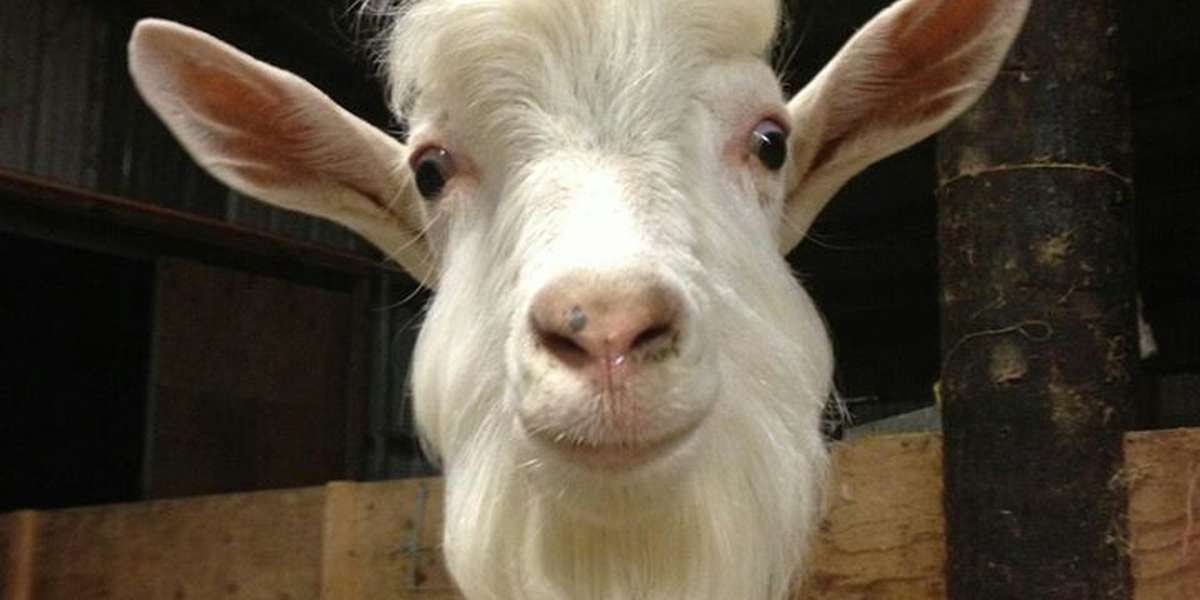 18 Goats You Can't Believe Even Exist - The Dodo