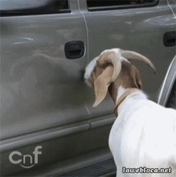 18 Goats You Can't Believe Even Exist - The Dodo