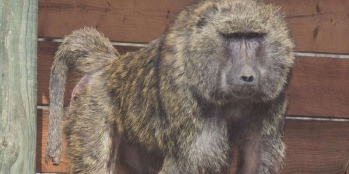 Former Lab Baboon Finds Peace In Half Acre Sanctuary - The Dodo