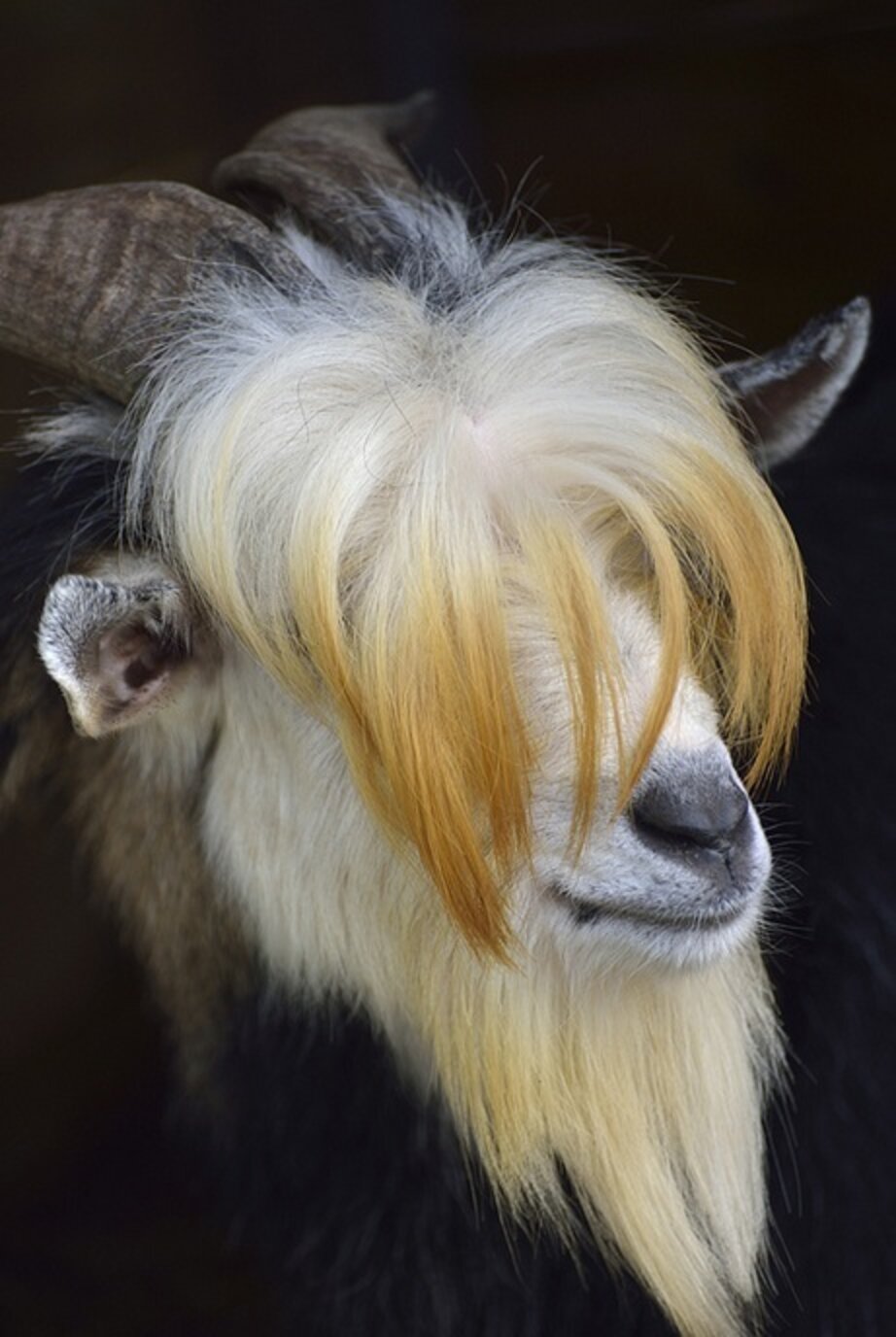 18 Goats You Can't Believe Even Exist - The Dodo