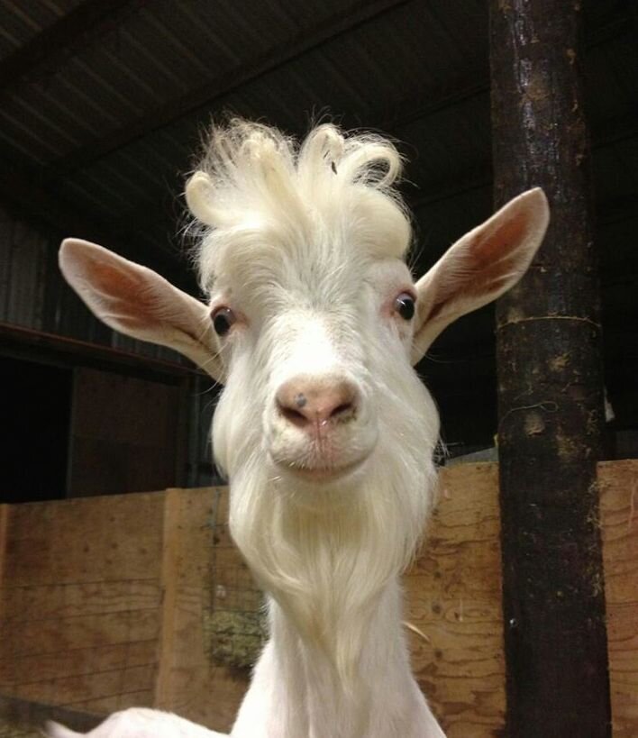 18 Goats You Can't Believe Even Exist - The Dodo