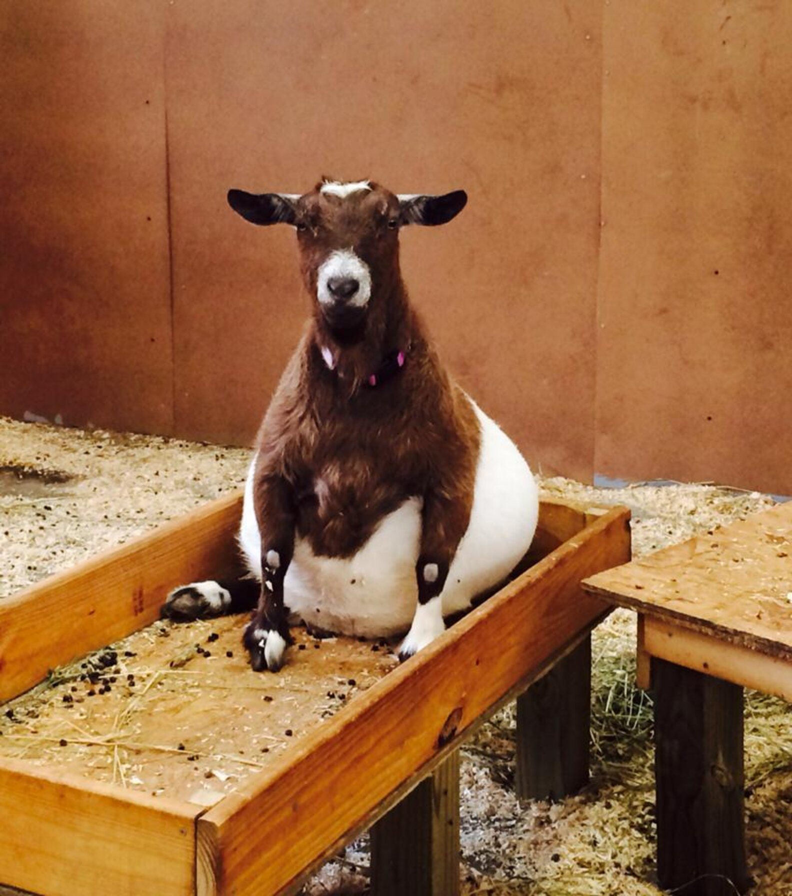 18 Goats You Can't Believe Even Exist - The Dodo