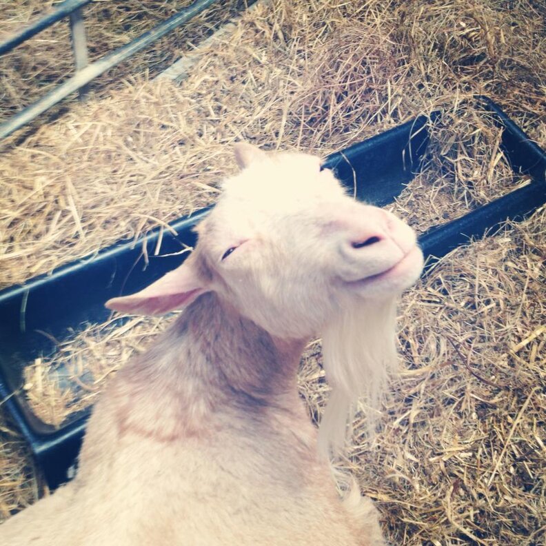 18 Goats You Can't Believe Even Exist - The Dodo