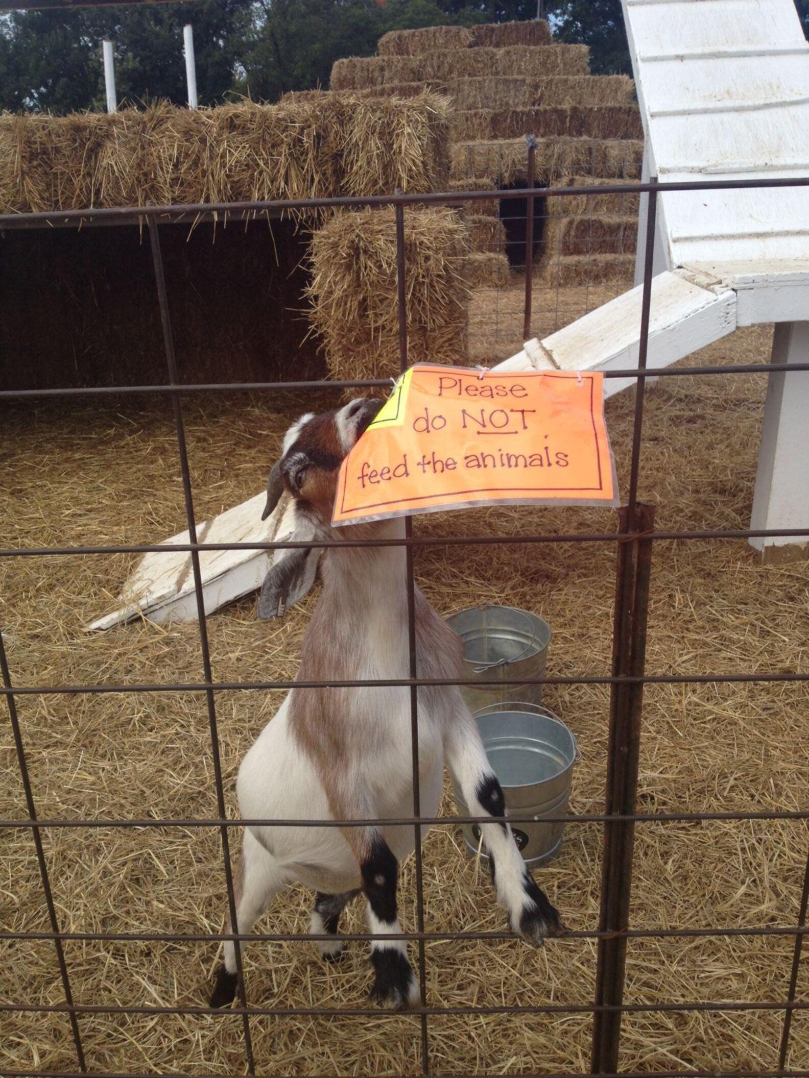18 Goats You Can't Believe Even Exist - The Dodo