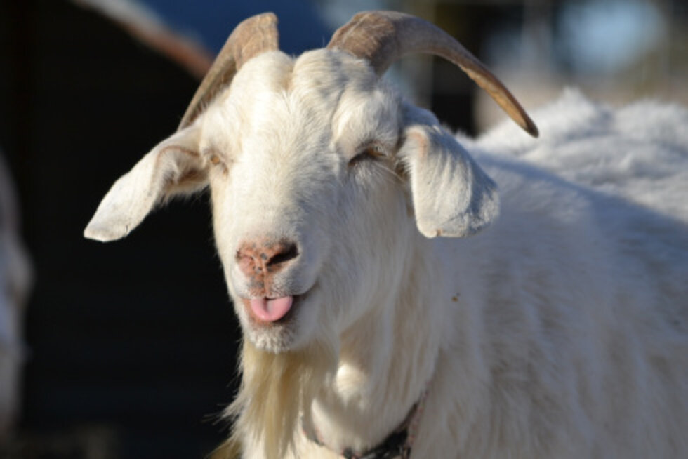 18 Goats You Can't Believe Even Exist - The Dodo