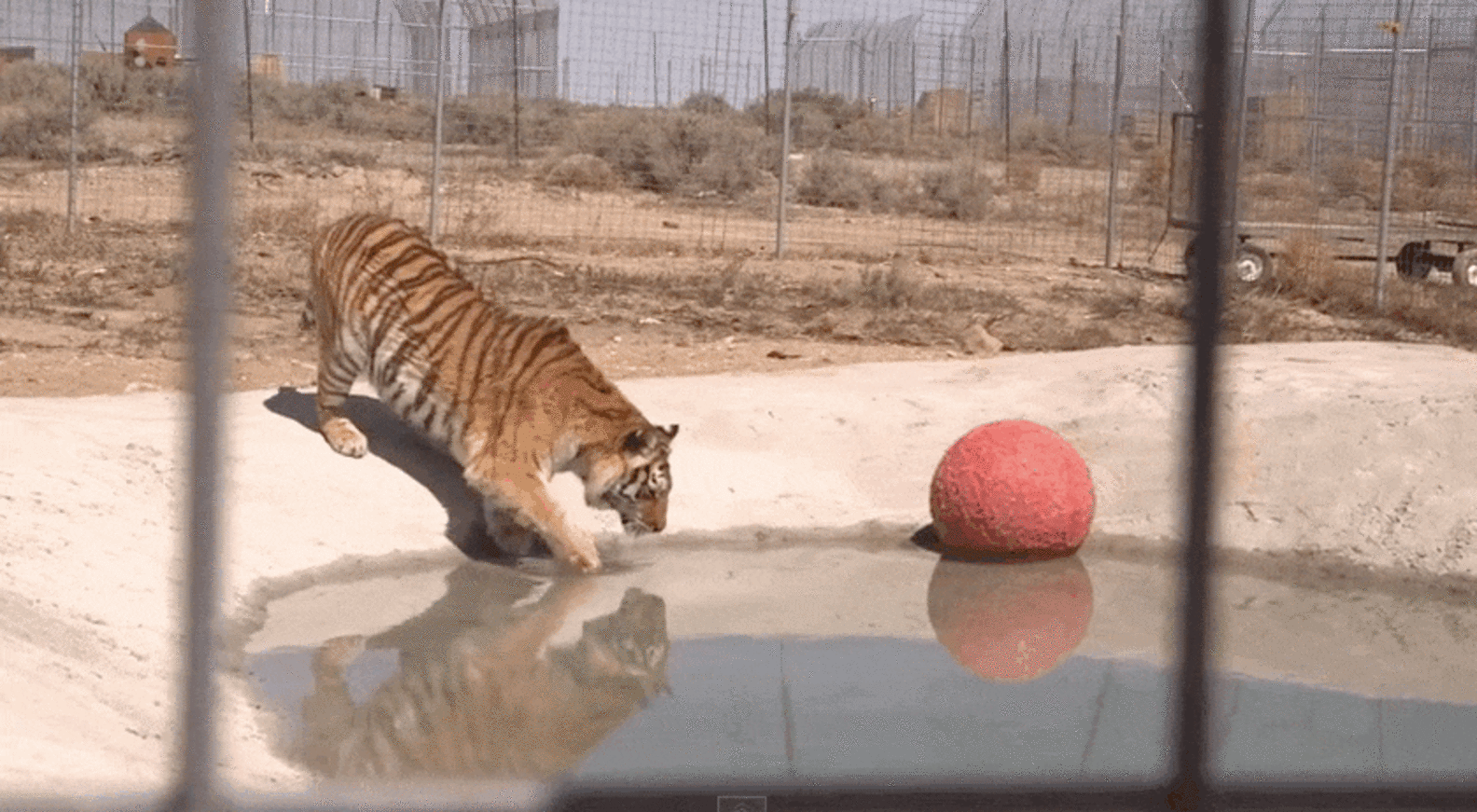 Tigers Rescued From Dirty Cage Are Ecstatic To Swim For The First Time ...
