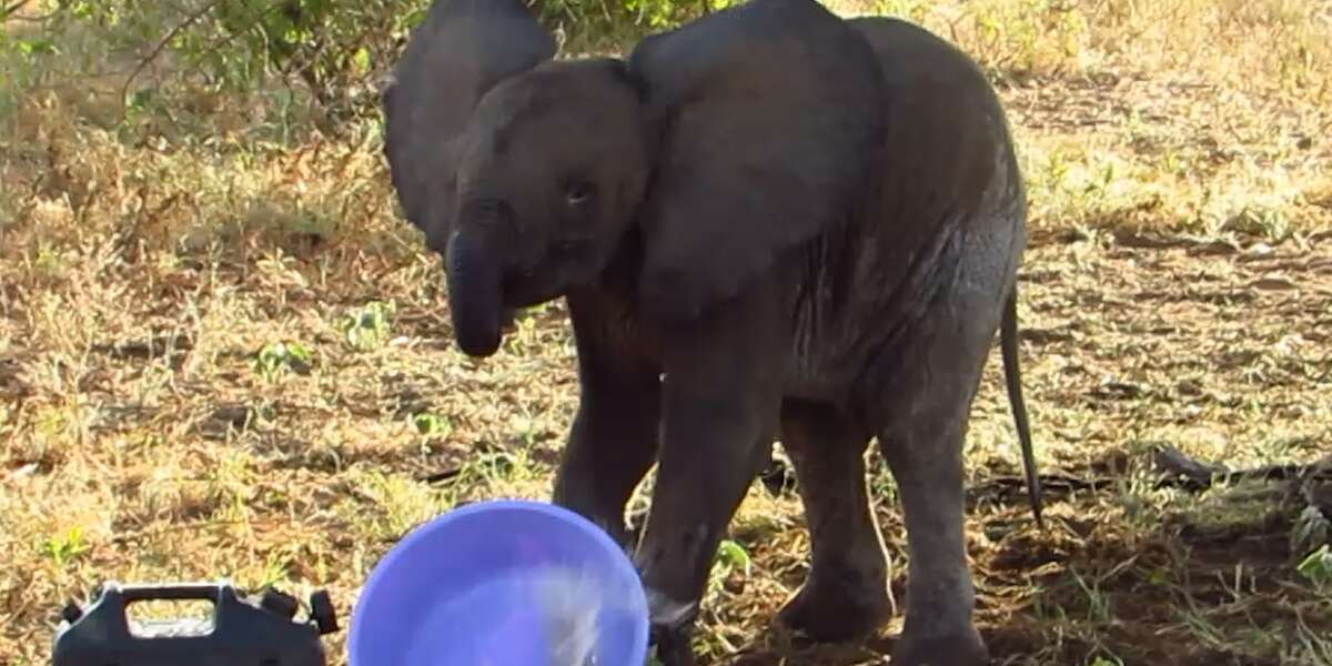 Baby Elephant Who Lost His Family Gets Help - The Dodo