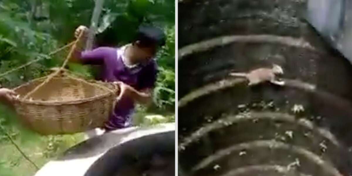 Cat Trapped In A Well Stuns Everyone By Rescuing Himself - The Dodo