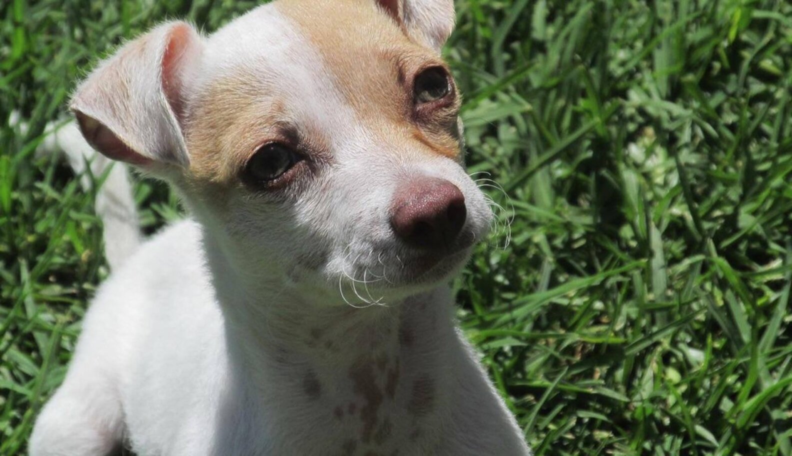 Meth-Addicted Puppy Looks So Much Better Now That He's Clean - The Dodo