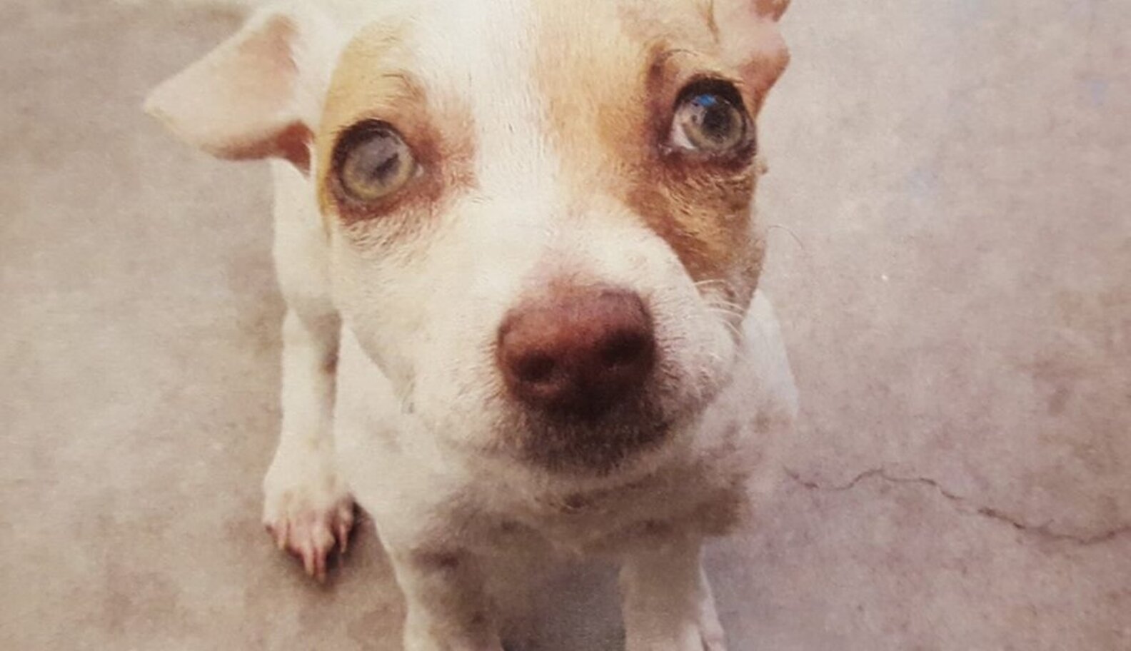 Meth-Addicted Puppy Looks So Much Better Now That He's Clean - The Dodo