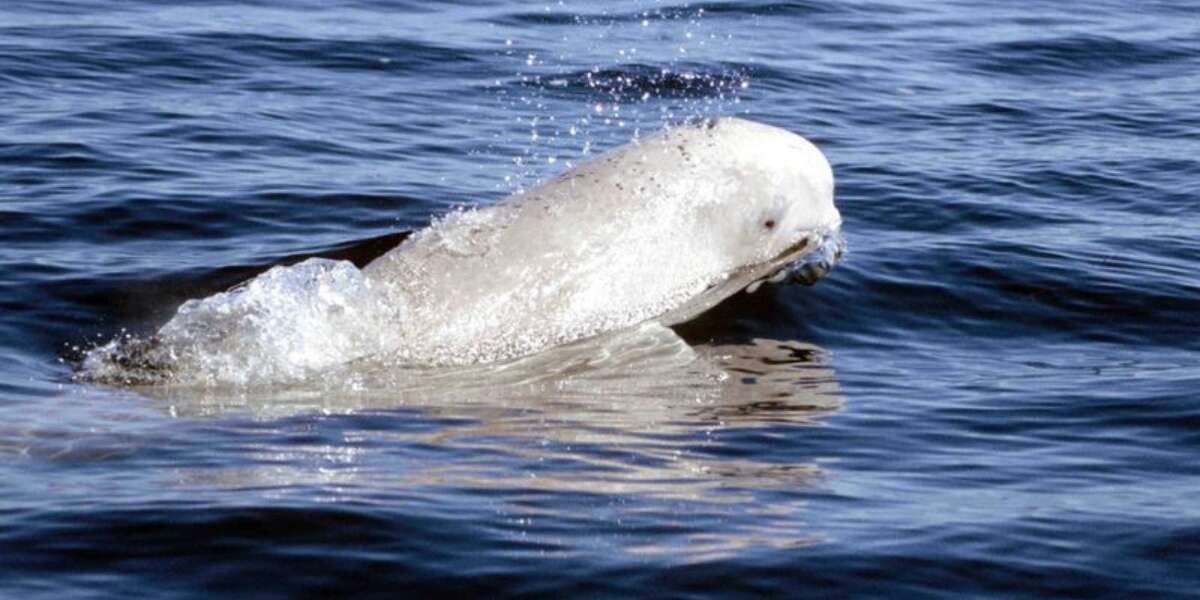 Wild Beluga Takes A Moment To Play Catch With A 2 Year Old The Dodo
