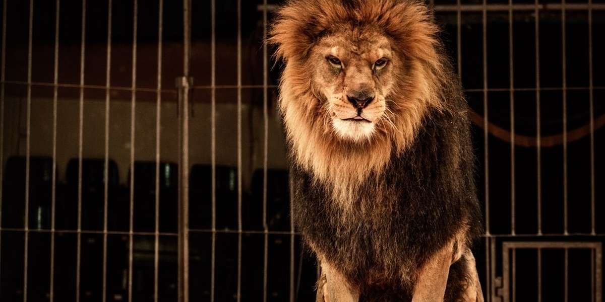 San Francisco Votes Unanimously For Sweeping Circus Animal Ban [Updated ...