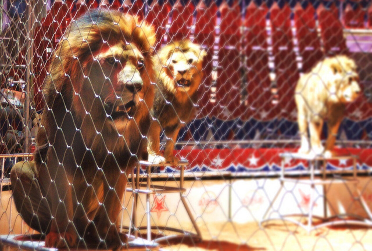 San Francisco Votes Unanimously For Sweeping Circus Animal Ban [Updated ...
