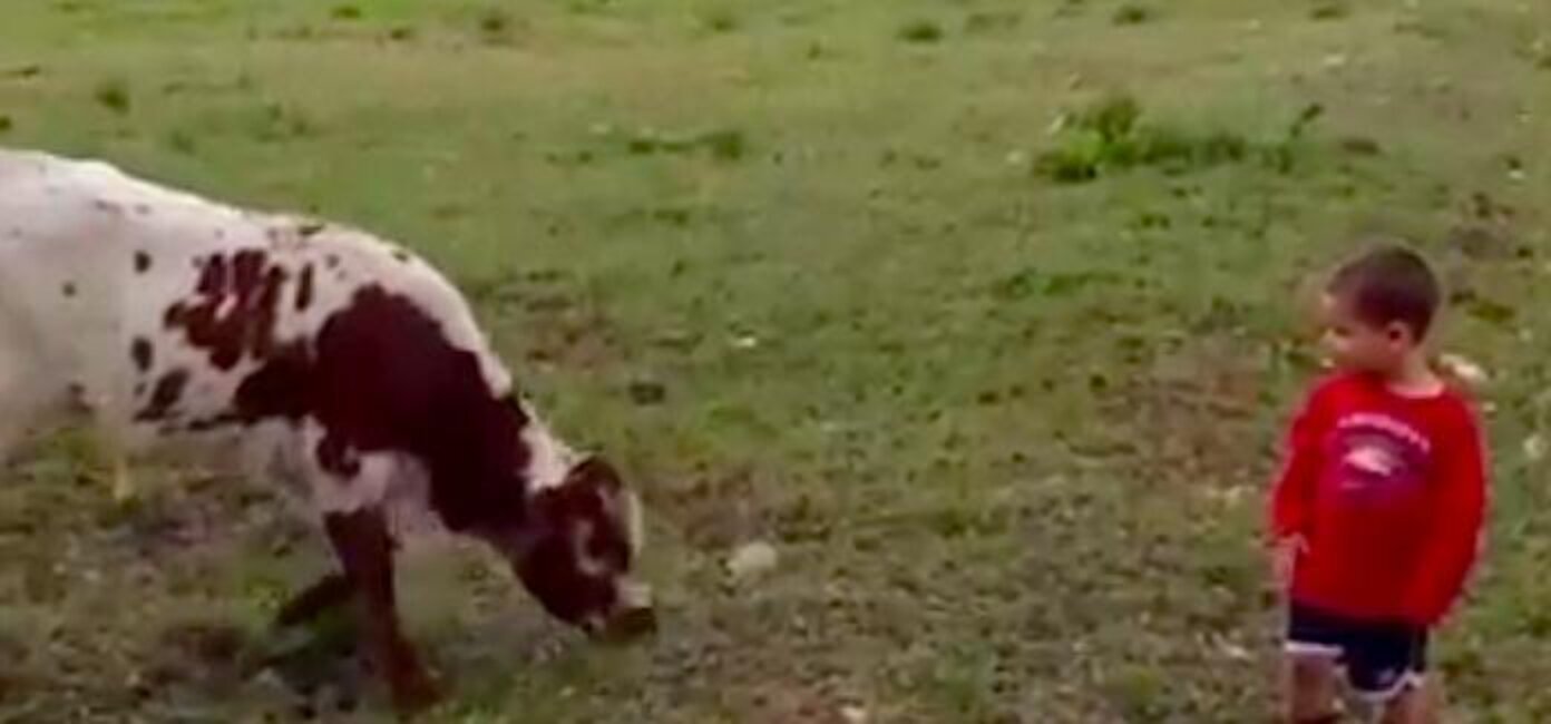 Cow Gets Down On Her Knees To Look Little Boy In The Eyes - The Dodo