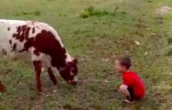 Cow Gets Down On Her Knees To Look Little Boy In The Eyes - The Dodo