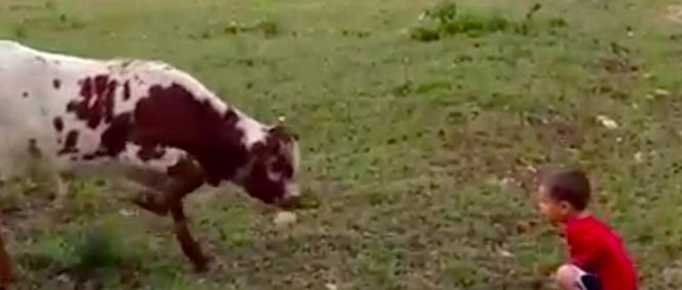 Cow Gets Down On Her Knees To Look Little Boy In The Eyes - The Dodo