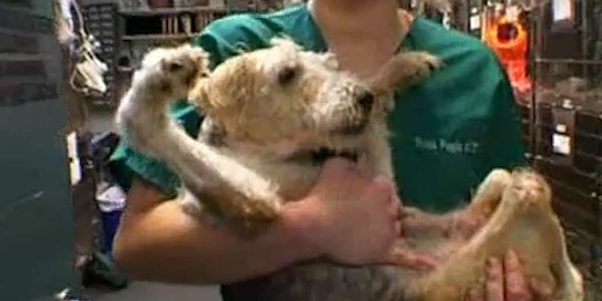 Dog With Twisted Legs Finally Gets The Life He Deserves - Videos - The Dodo