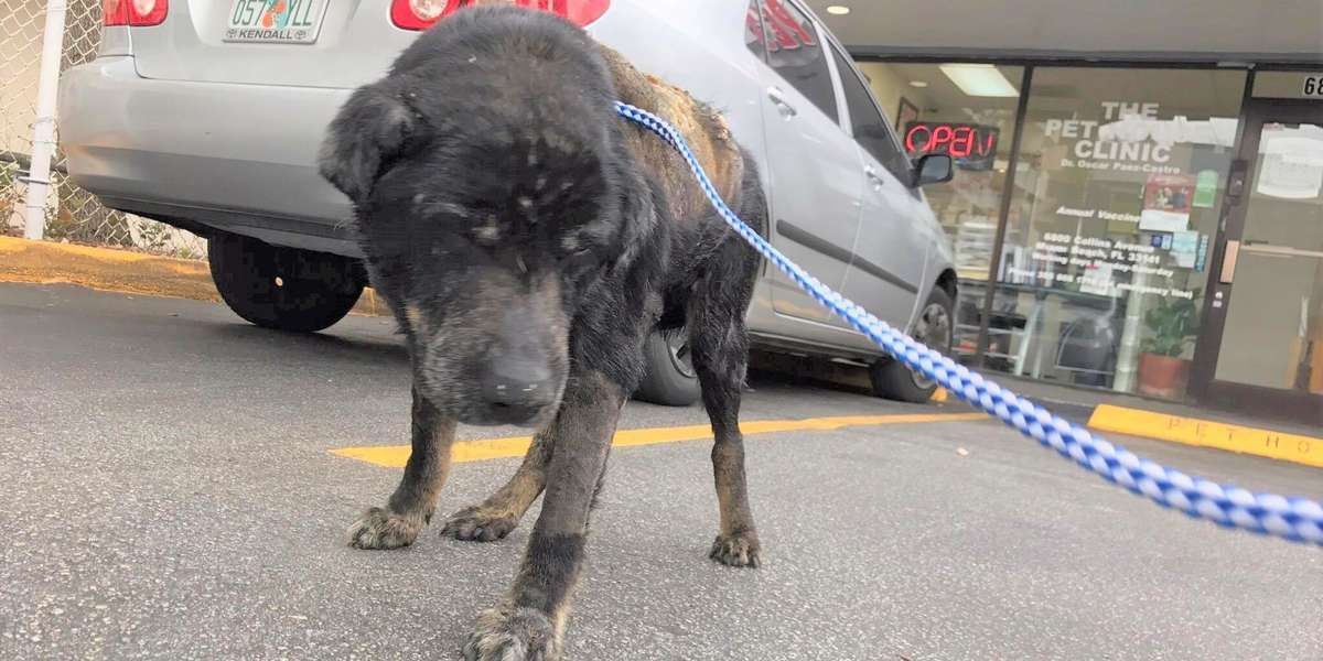 Tick-Covered Dog Finds Himself In Just The Right Hands - The Dodo